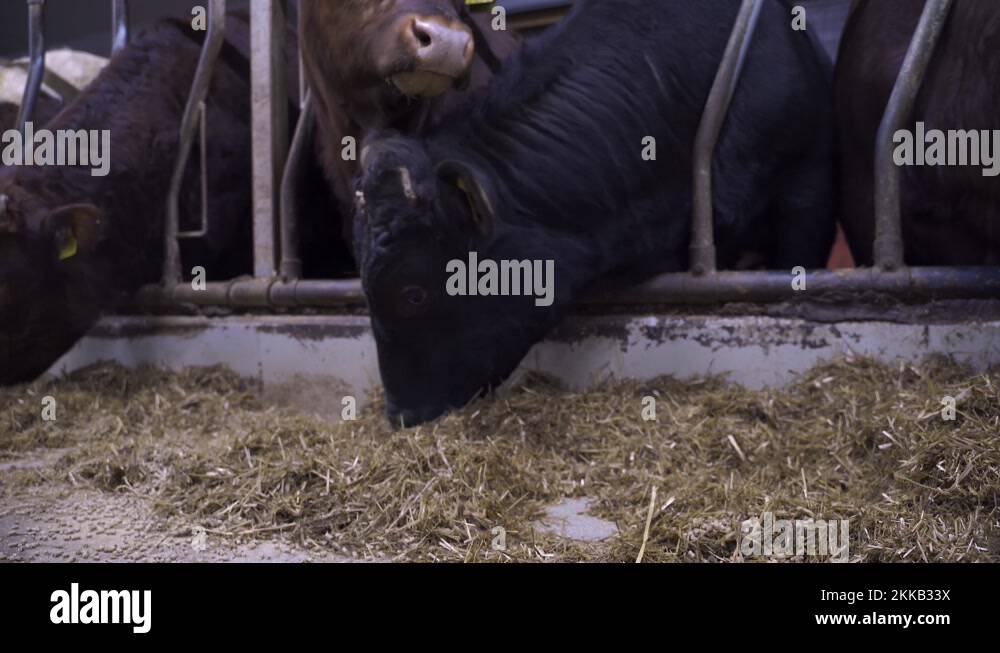 Close up shot of norwegian red ox cattles eating straw inside barn in ...