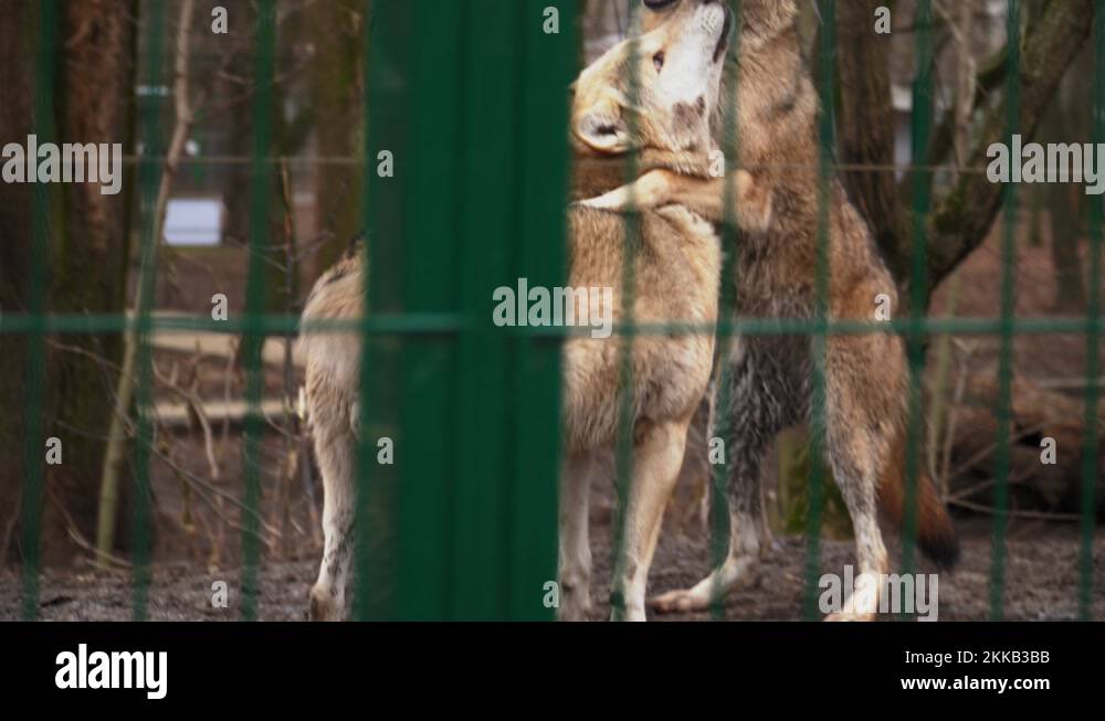 Two Beautiful Wolves Playing Behind Bars in the Zoo. Wolf. Predatory ...