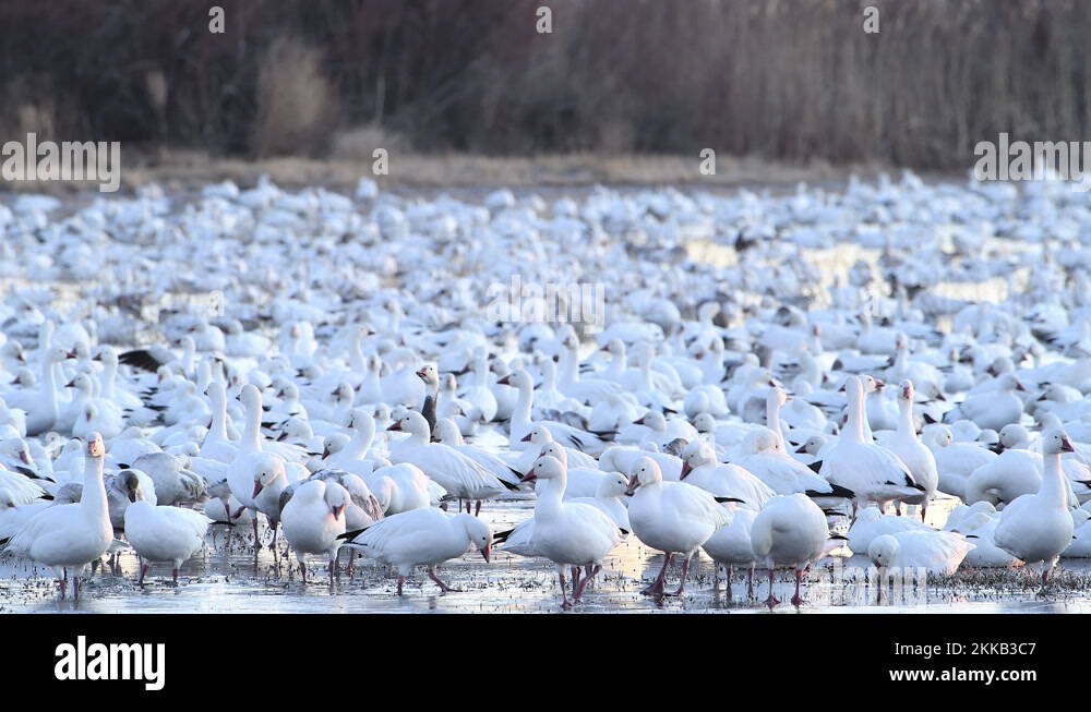 Snow goose Stock Videos & Footage - HD and 4K Video Clips - Alamy