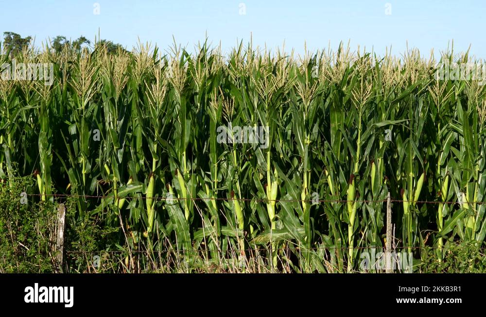 Wind on corn field Stock Videos & Footage - HD and 4K Video Clips - Alamy
