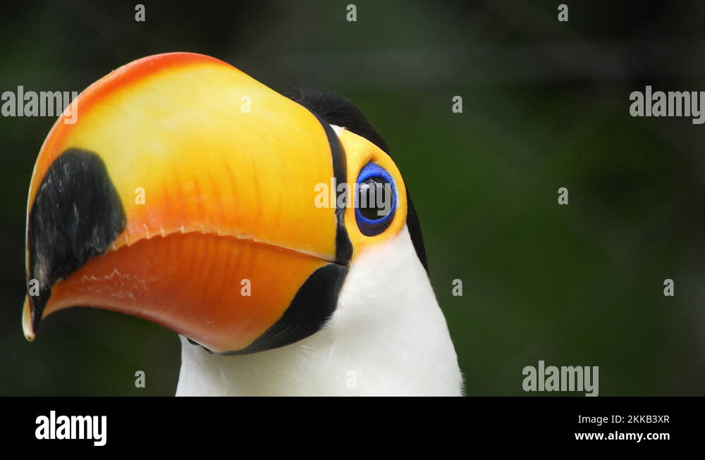 Toco Toucan of Brazil close up head and chest with bill opening Stock ...