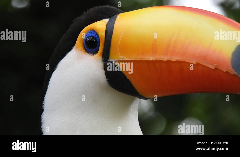 Toco toucan head detail Stock Videos & Footage - HD and 4K Video Clips ...