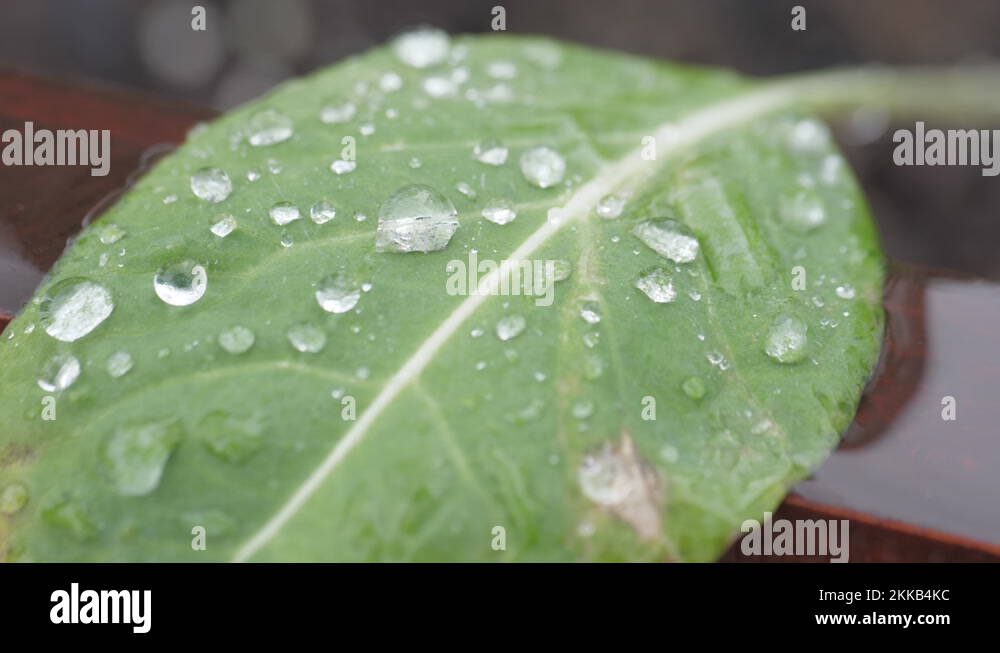 Rain drop falling leaf Stock Videos & Footage - HD and 4K Video Clips ...