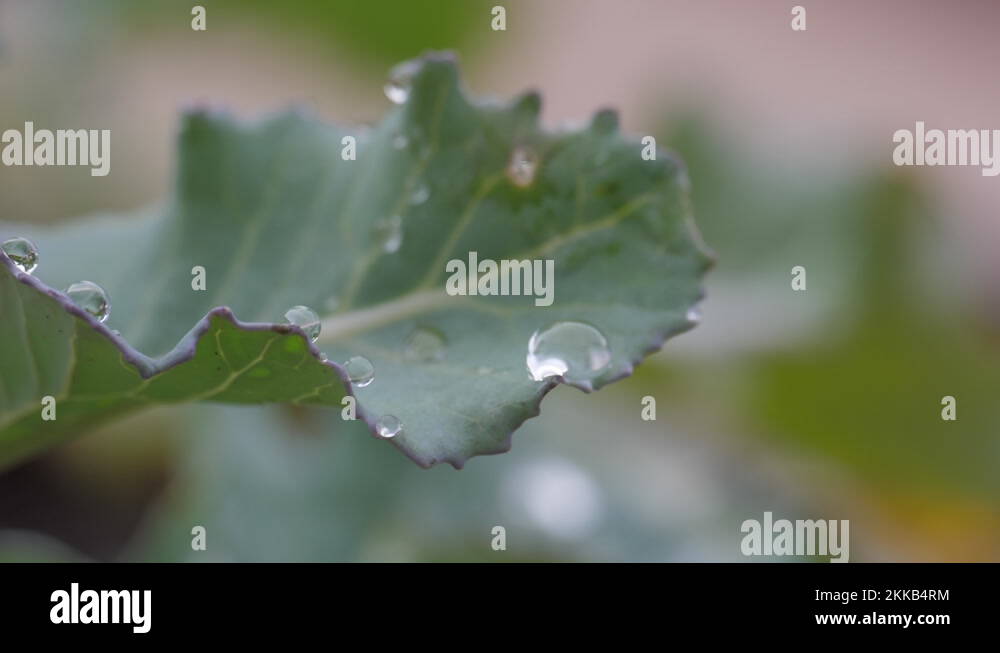 Water drop falling from leaf Stock Videos & Footage - HD and 4K Video ...