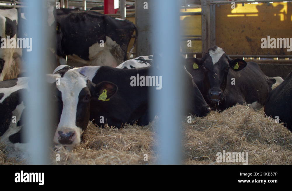 Dairy cattle farm indoor Stock Videos & Footage - HD and 4K Video Clips ...