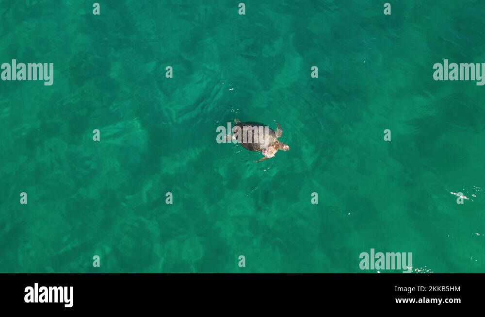 Extinct predators Stock Videos & Footage - HD and 4K Video Clips - Alamy