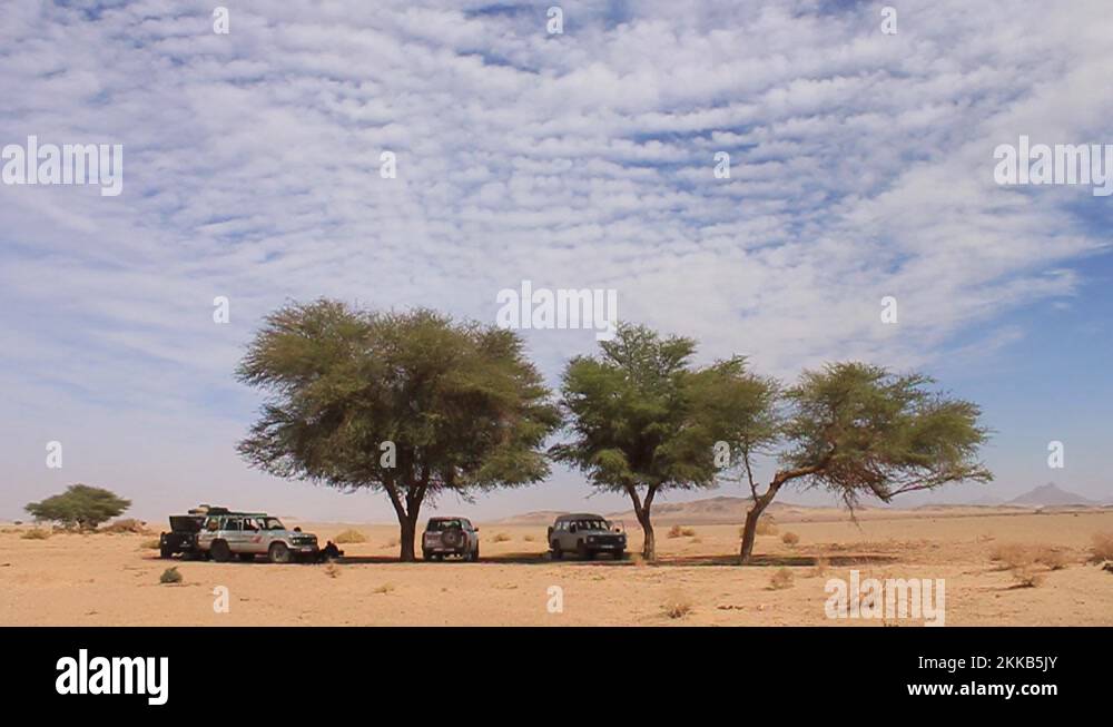 Sahara desert algeria tree Stock Videos & Footage - HD and 4K Video ...