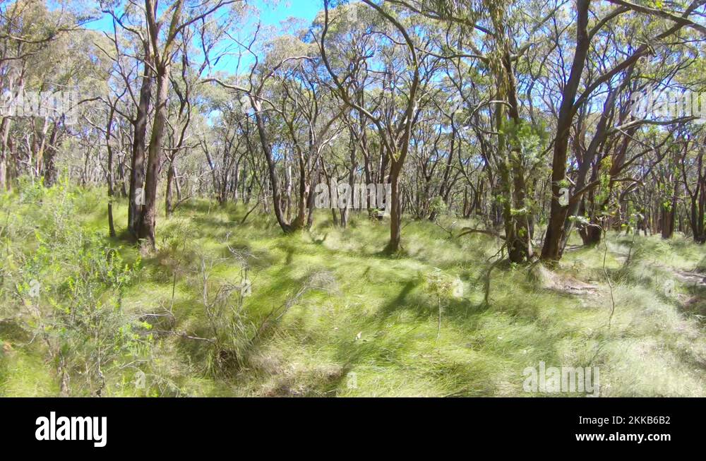 Dynamic POV movement among trees in a forest with lens flare Stock ...