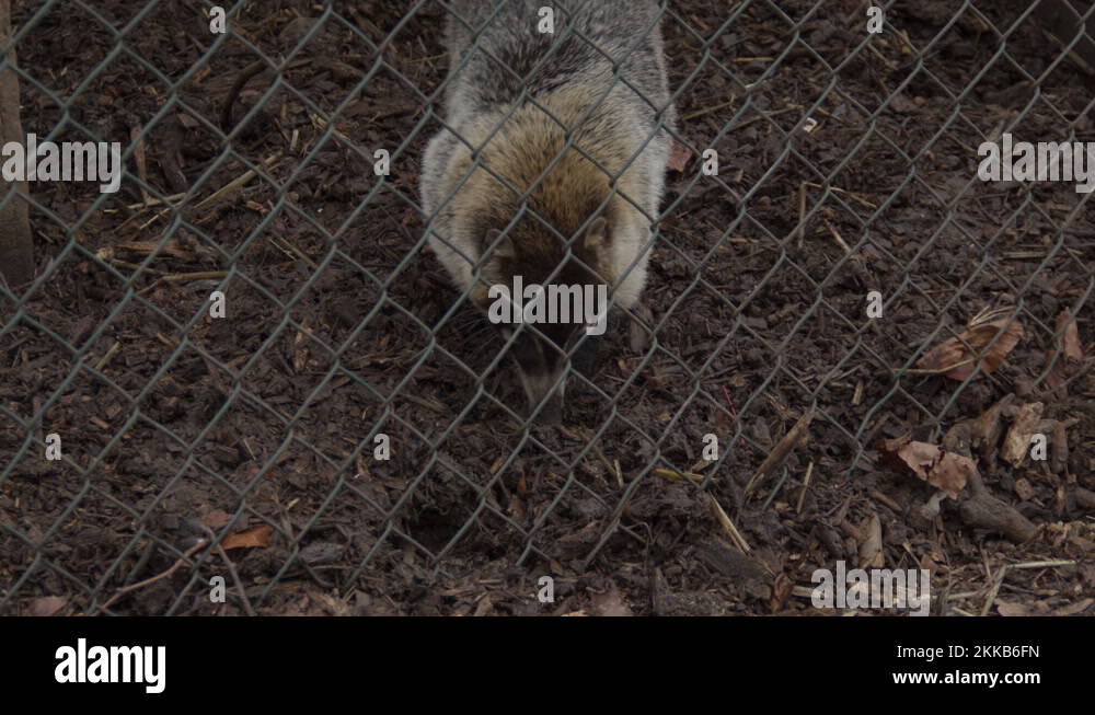 ring-tailed coati (Nasua nasua) sniffing around and digging into the ...