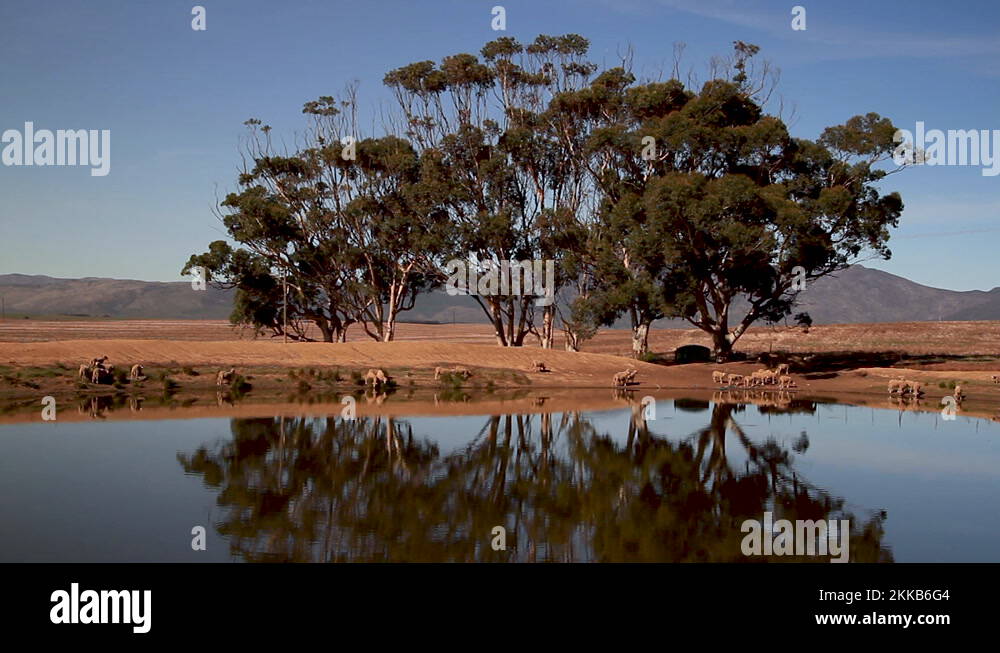 Farm dam Stock Videos & Footage - HD and 4K Video Clips - Alamy