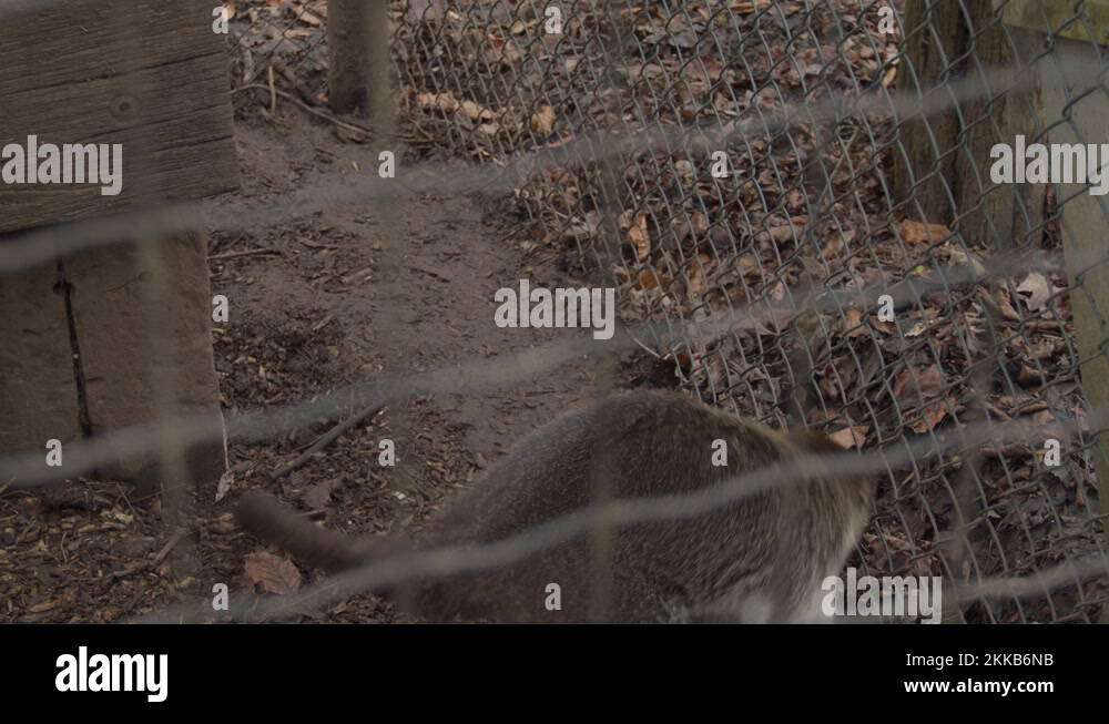 ring-tailed coati (Nasua nasua) frantically running around in small ...