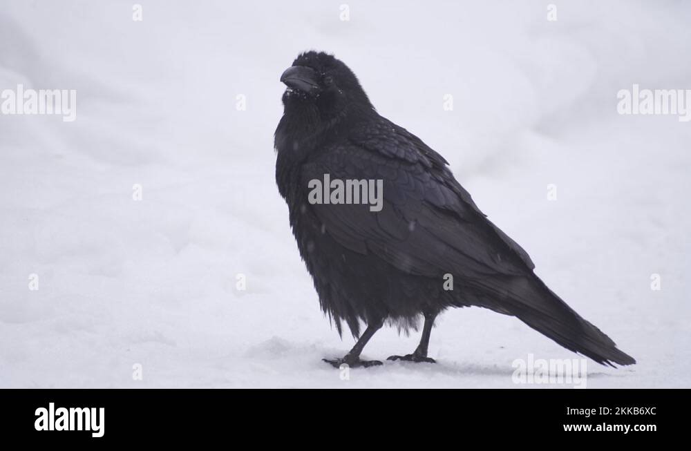 Beautiful crows Stock Videos & Footage - HD and 4K Video Clips - Alamy