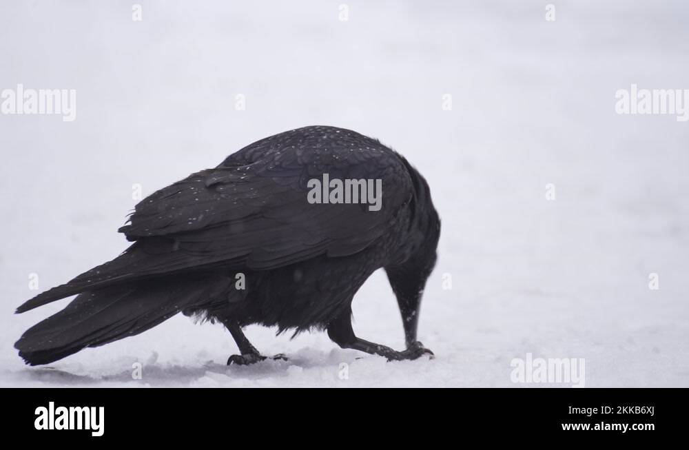 Black crow in the winter in the snow. Heavy snowfall, raven bites and ...