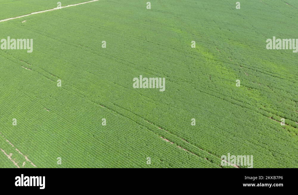 Sustainable agriculture brazil Stock Videos & Footage - HD and 4K Video ...