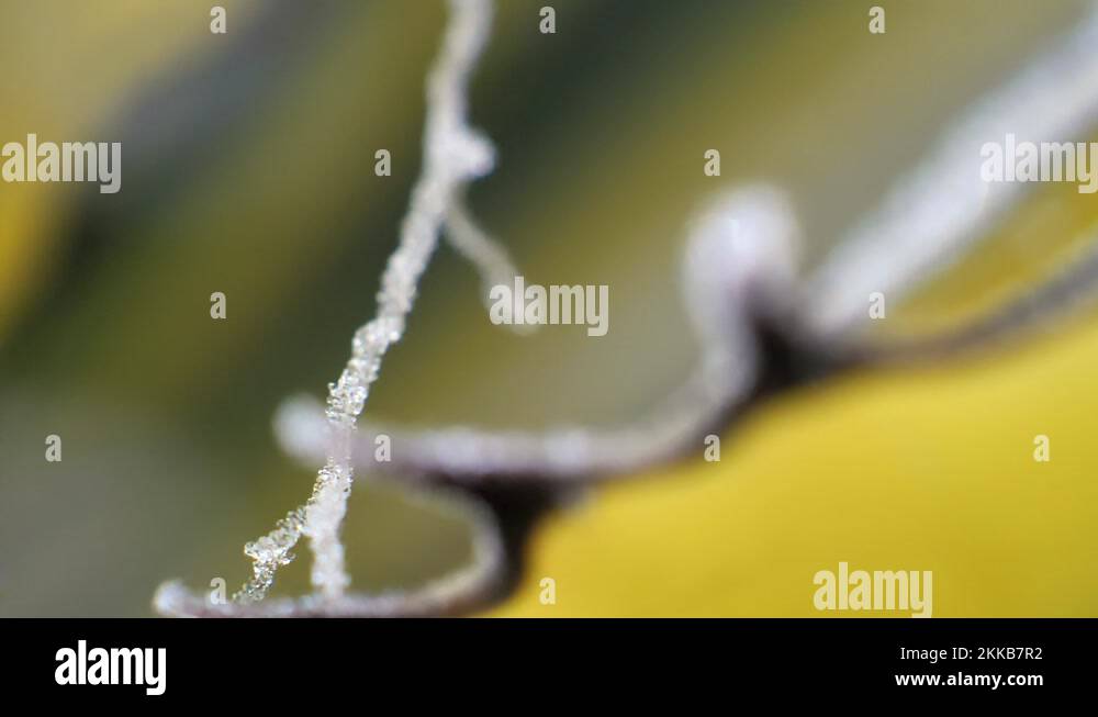 Frozen cobweb Stock Videos & Footage - HD and 4K Video Clips - Alamy