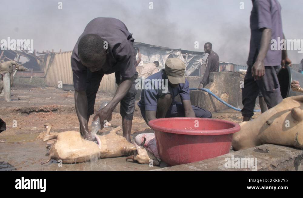 washing of Local Goat in Africa livestock market Stock Video Footage ...