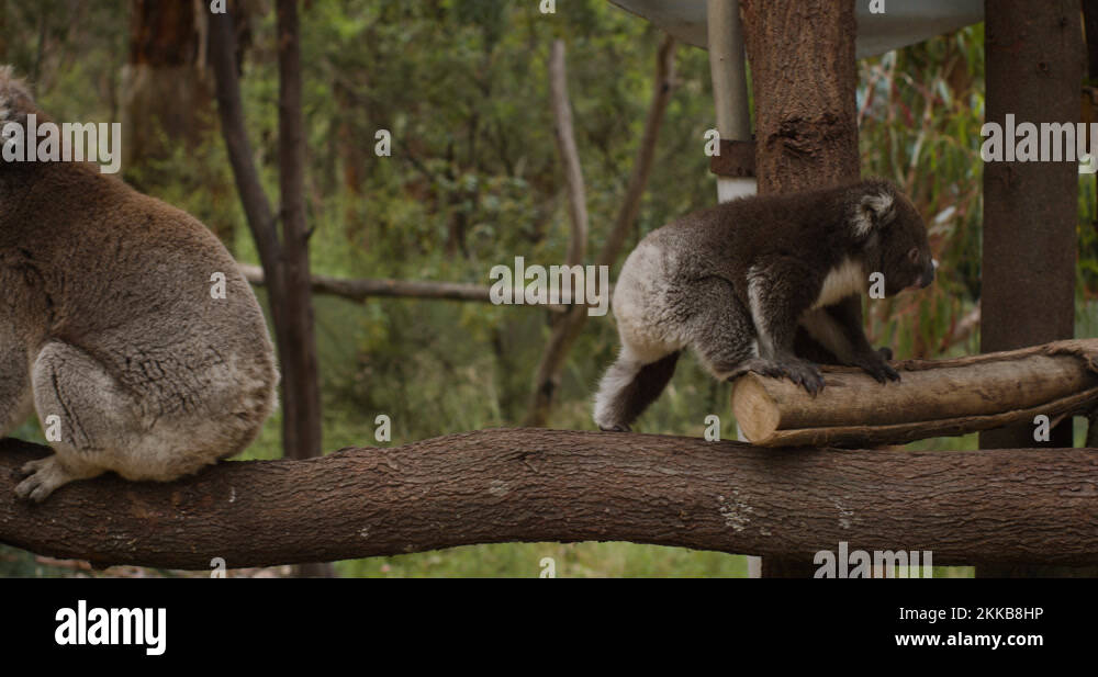 Koala hug tree Stock Videos & Footage - HD and 4K Video Clips - Alamy