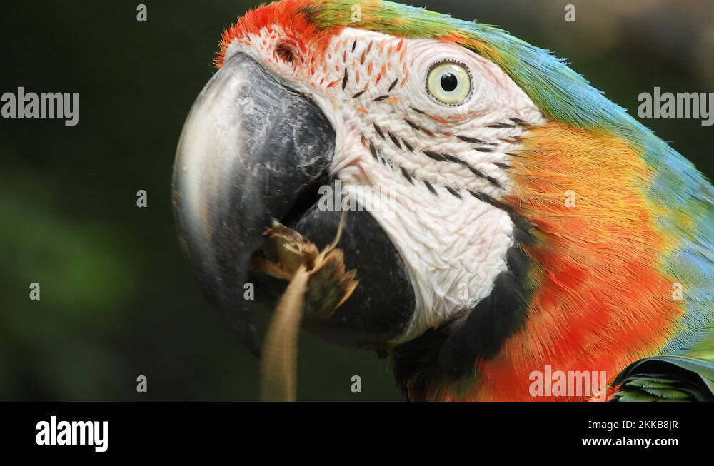 Chewing tree bark Stock Videos & Footage - HD and 4K Video Clips - Alamy