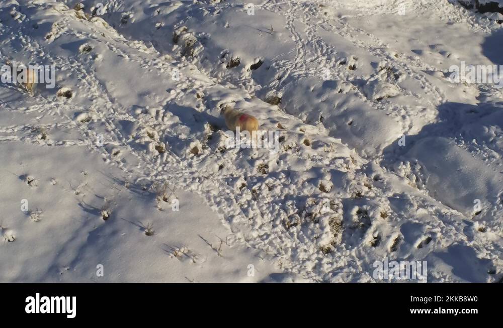 Winter in the british countryside Stock Videos & Footage - HD and 4K ...