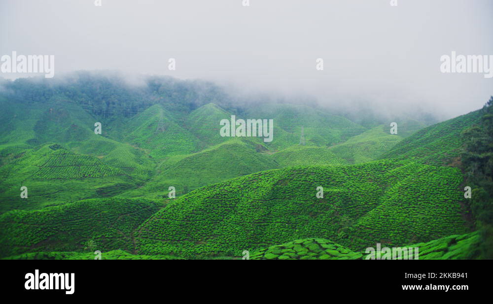 Morning Fog Rolling Over The Cameron Highlands in Northern Malaysia ...