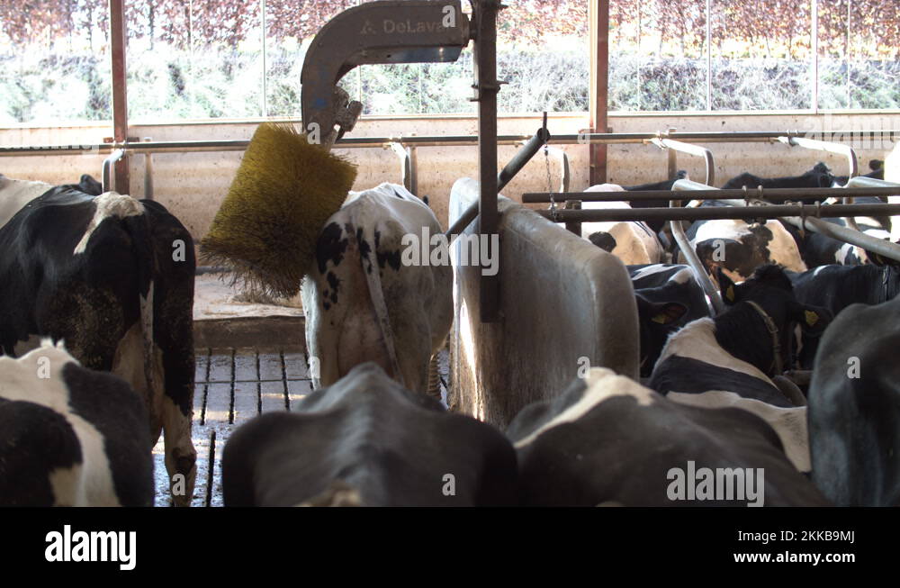 Pastoral industry Stock Videos & Footage - HD and 4K Video Clips - Alamy
