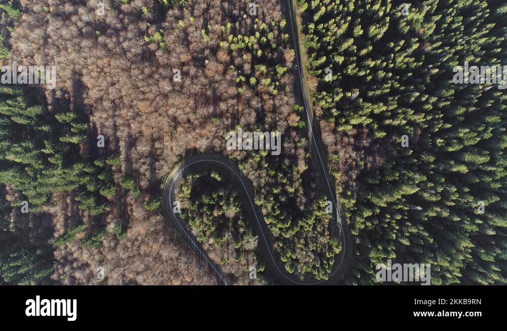 Tree line road sunshine Stock Videos & Footage - HD and 4K Video Clips ...