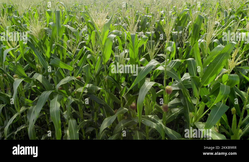 Corn field aerial Stock Videos & Footage - HD and 4K Video Clips - Alamy