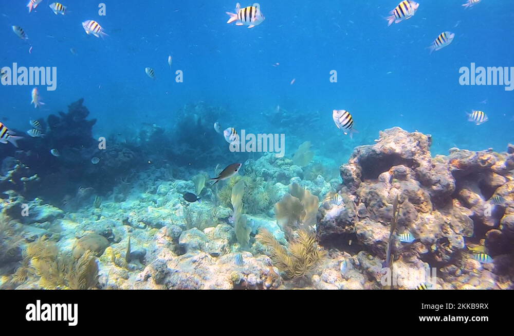 Sergeant major fish caribbean Stock Videos & Footage - HD and 4K Video ...