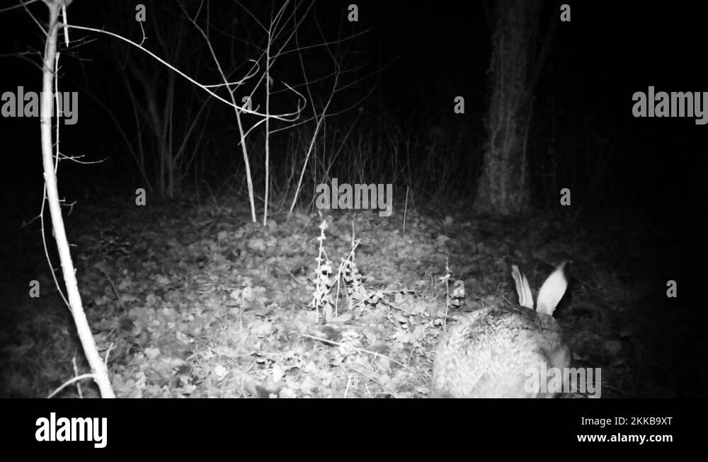 Lepus lepus Stock Videos & Footage - HD and 4K Video Clips - Alamy