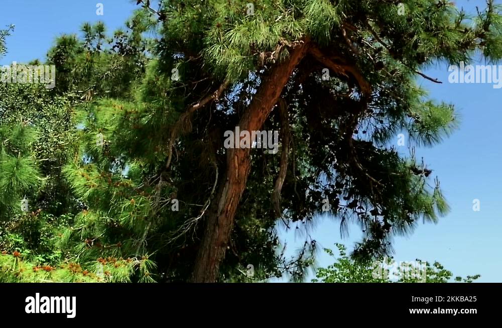 Pinus halepensis- one of types of pine, widespread in Lower Galilee ...