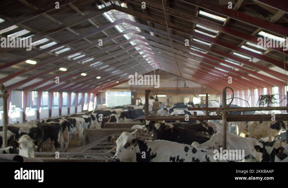 Cow Milk Black And White at Franklyn Mccord blog