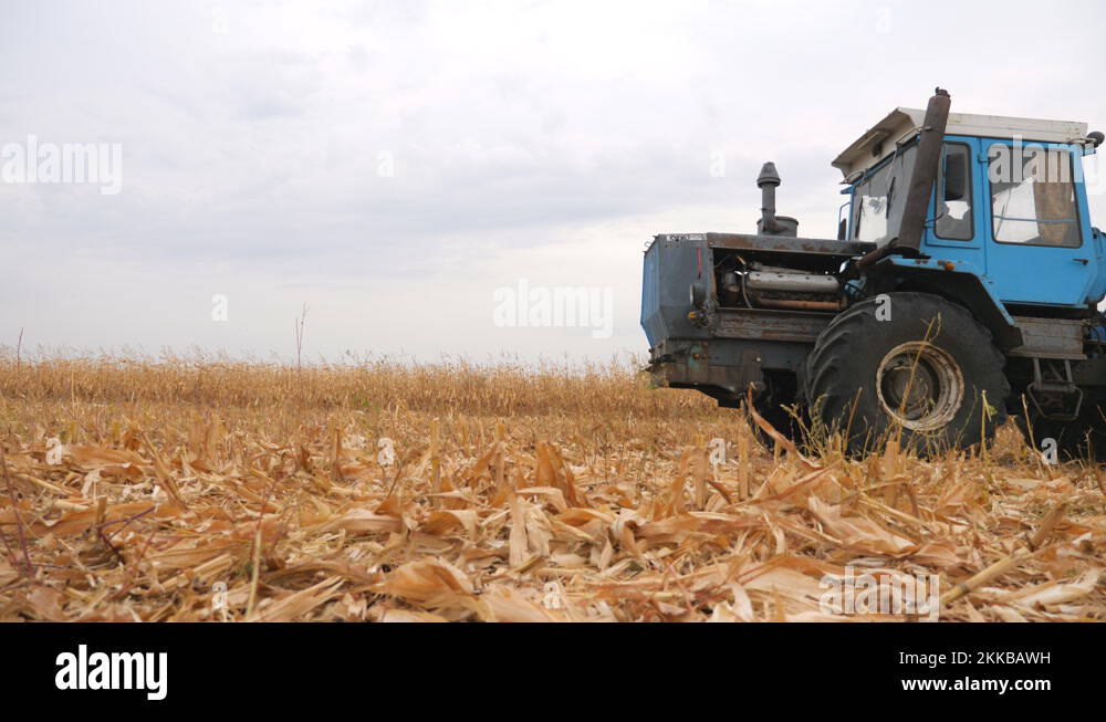Gathered crop Stock Videos & Footage - HD and 4K Video Clips - Alamy
