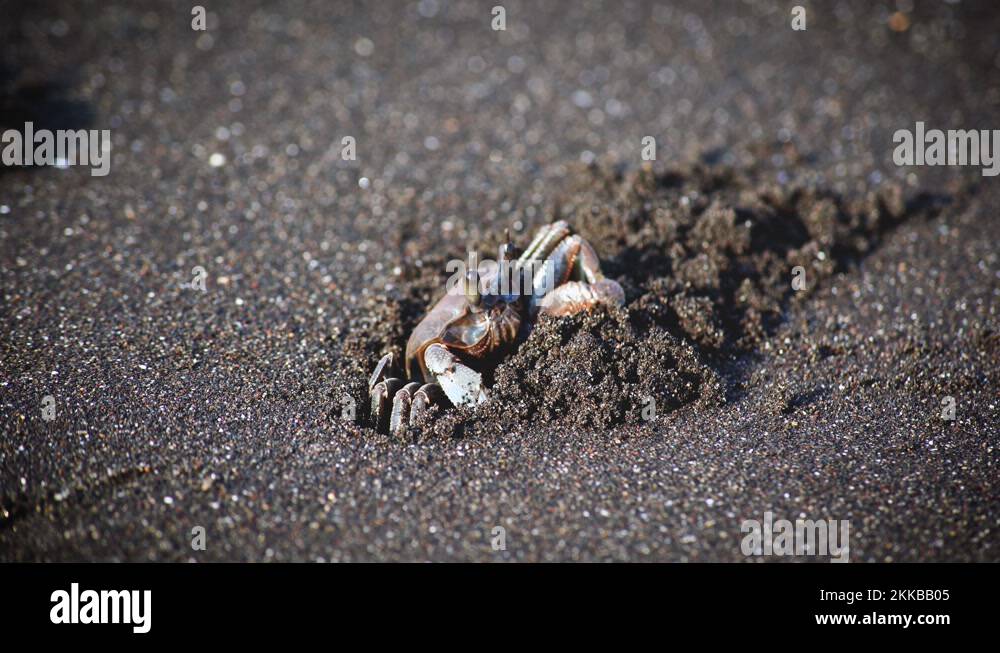 crab digging a hole at the beach in 4k Stock Video Footage - Alamy