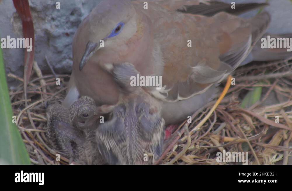 Mother bird in nest Stock Videos & Footage - HD and 4K Video Clips - Alamy