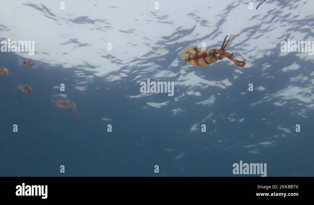 Inkfish Stock Videos & Footage - HD and 4K Video Clips - Alamy