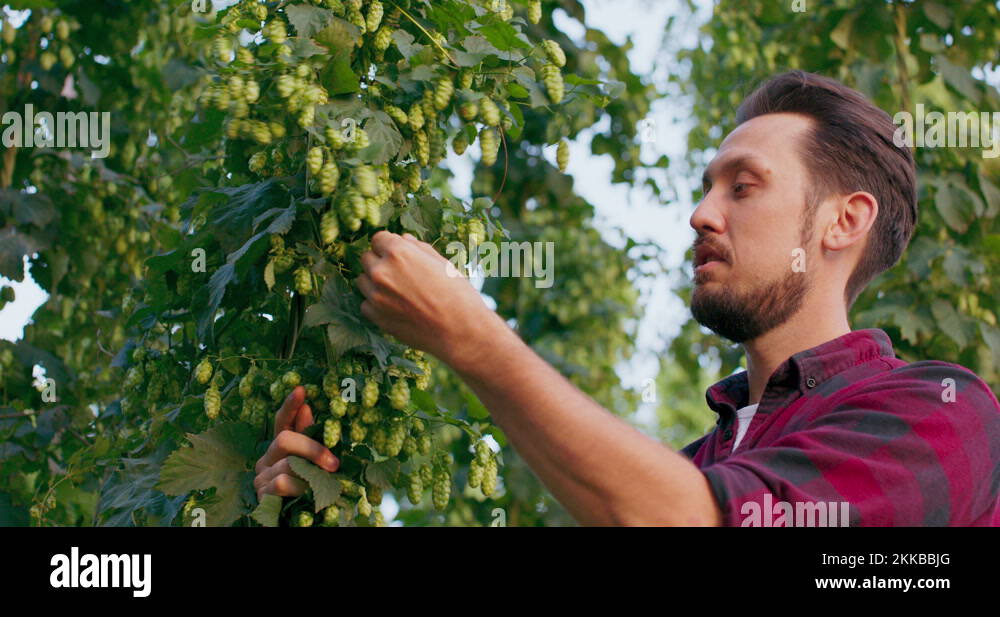 Aroma hop Stock Videos & Footage - HD and 4K Video Clips - Alamy