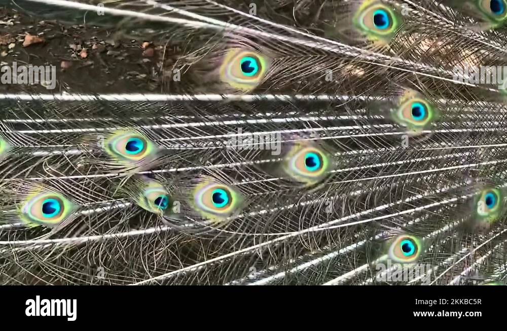 Beautiful markings in feathers Stock Videos & Footage - HD and 4K Video ...