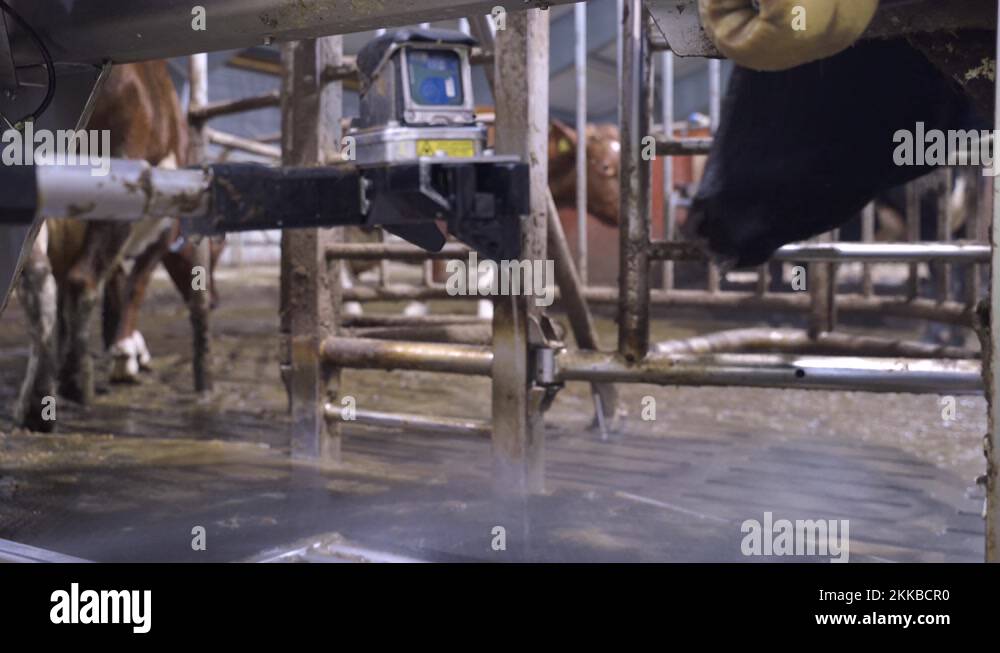 Automated dairy processing at milk plant. Close up cow udder. Automated ...