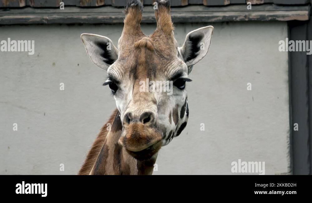 Lazy giraffe Stock Videos & Footage - HD and 4K Video Clips - Alamy