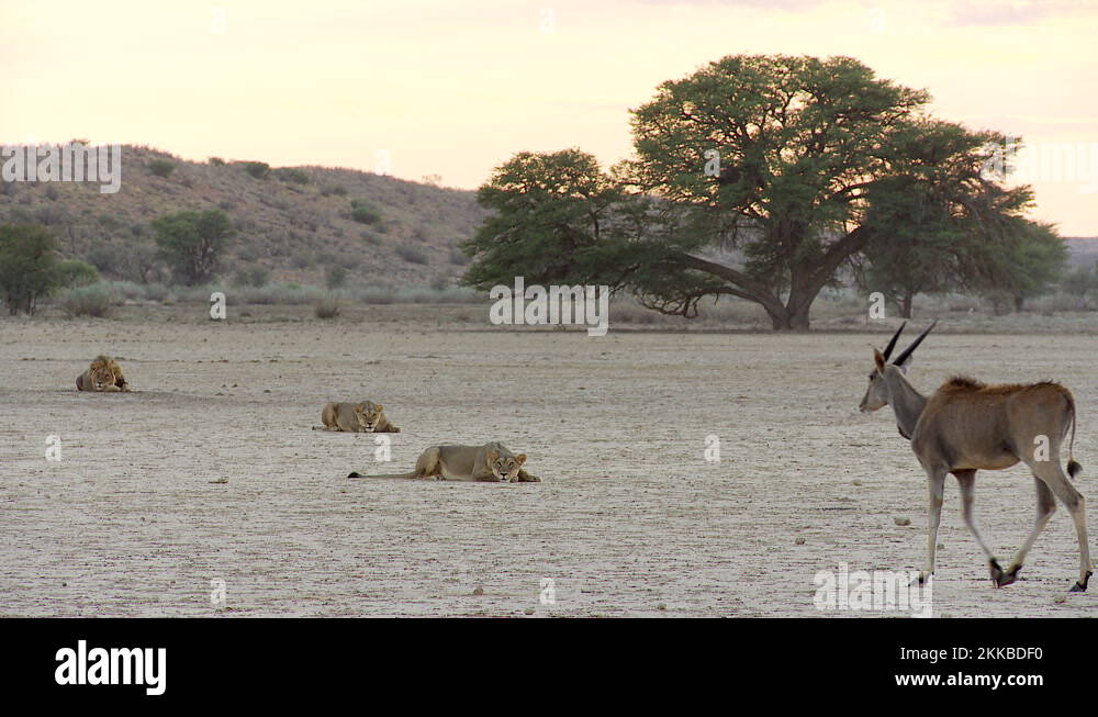 Wide shot of three lions laying motionless on the open plains as a ...