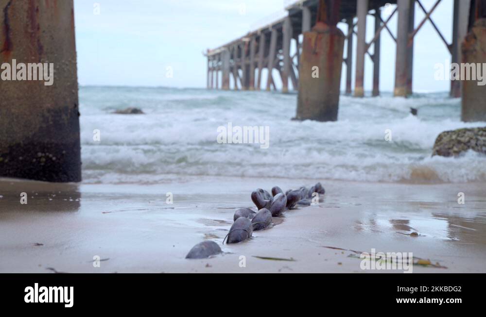 Chain beach beach Stock Videos & Footage - HD and 4K Video Clips - Alamy