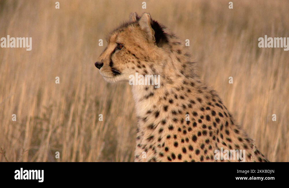 Cheetah head close up Stock Videos & Footage - HD and 4K Video Clips ...