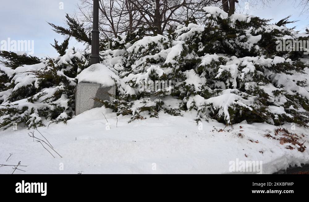 Snow bush Stock Videos & Footage - HD and 4K Video Clips - Alamy