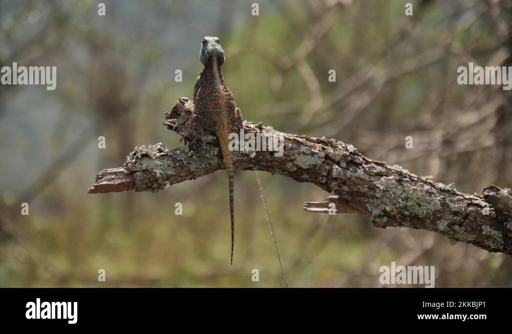 Ridge back view of Blue Headed Agama Lizard chewing, on tree branch ...