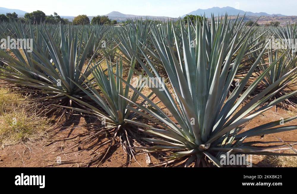 Different Blue Agave Plants in Farm Field. Tequila, Jalisco, Mexico ...
