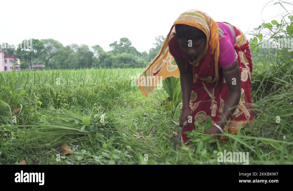 Poor rural farm family Stock Videos & Footage - HD and 4K Video Clips ...