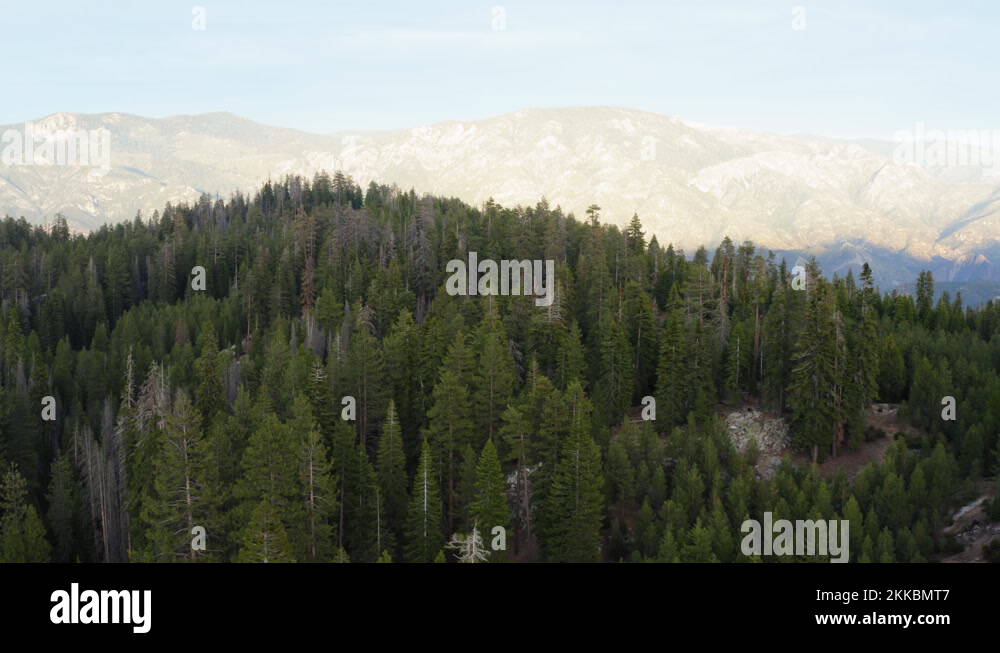 Green pine forest covers Stock Videos & Footage - HD and 4K Video Clips ...