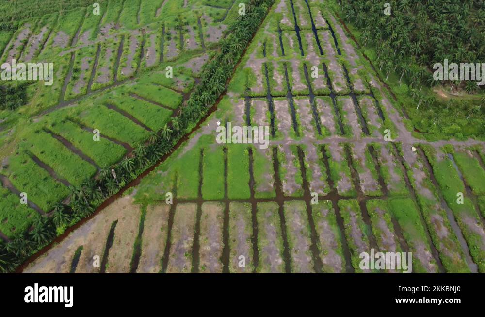 Oil palm trees in plantation Stock Videos & Footage - HD and 4K Video ...