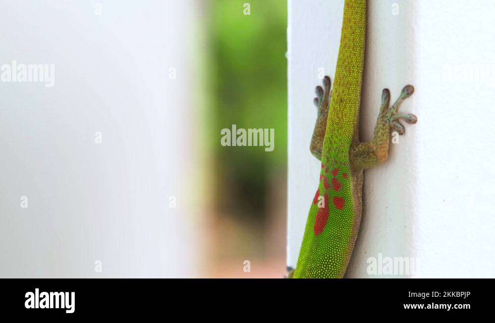 Standing day gecko Stock Videos & Footage - HD and 4K Video Clips - Alamy