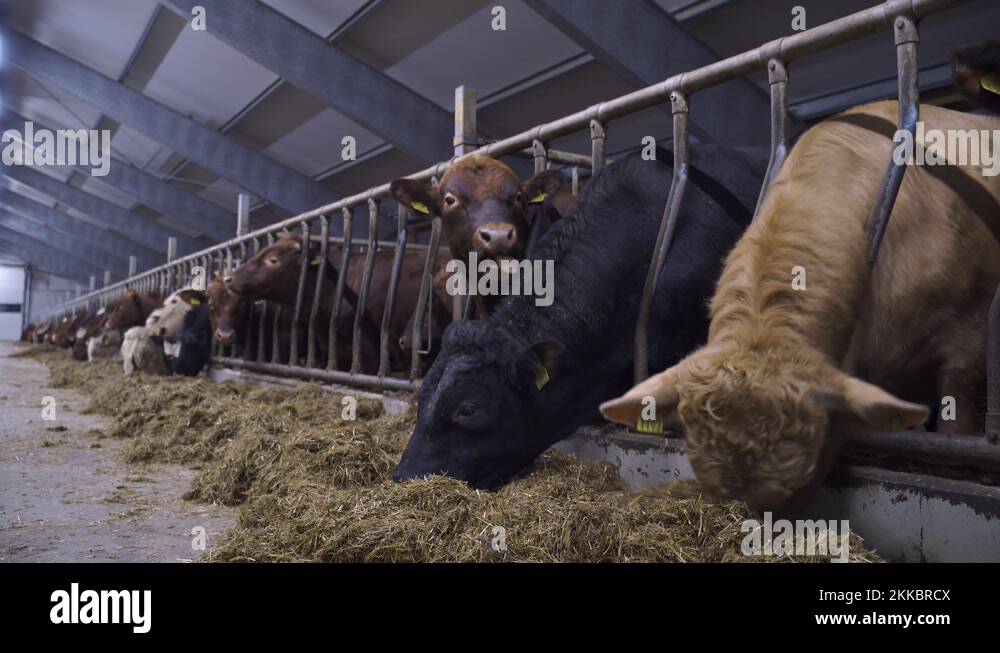 Large Group of hairy norwegian red oxes in own grid eating hay of the ...
